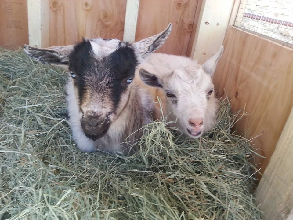 Animal Assisted Therapy | Rosewood Centers for Eating Disorders